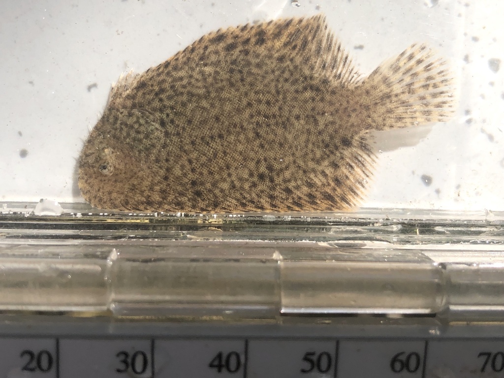 Hogchoker from Fort White, FL, US on October 17, 2020 at 04:01 PM by ...