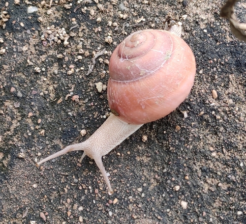 Ariophanta belangeri · iNaturalist