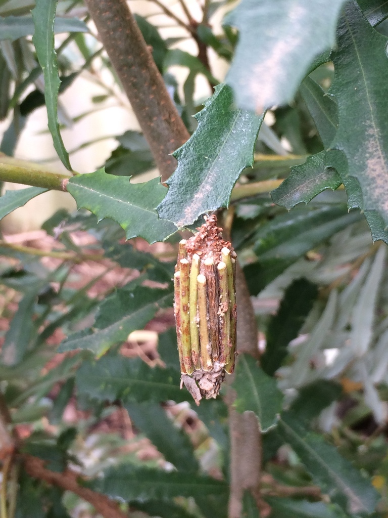 Case Moths from Melbourne VIC, Australia on October 18, 2020 at 12:54 ...