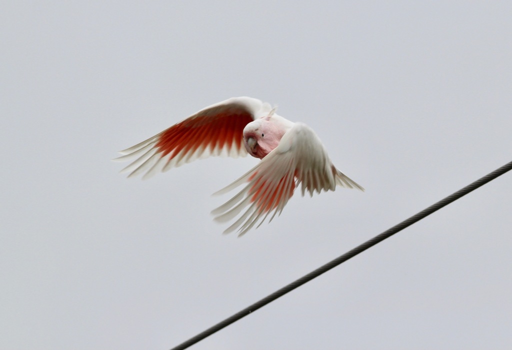 Pink Cockatoo in September 2016 by alcedo77. Major Mitchell's Cockatoo ...