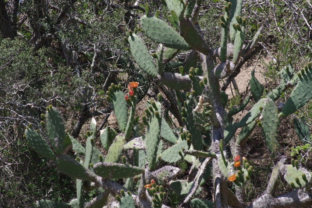 Indian fig opuntia from Bushman's River estuary between the floating ...