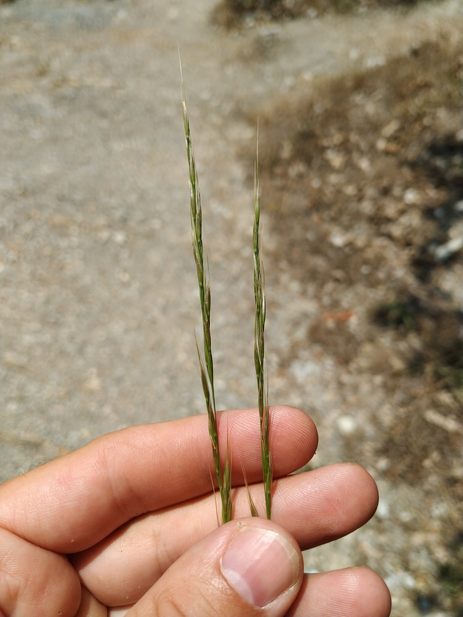 Achnatherum bromoides (L.) P.Beauv.