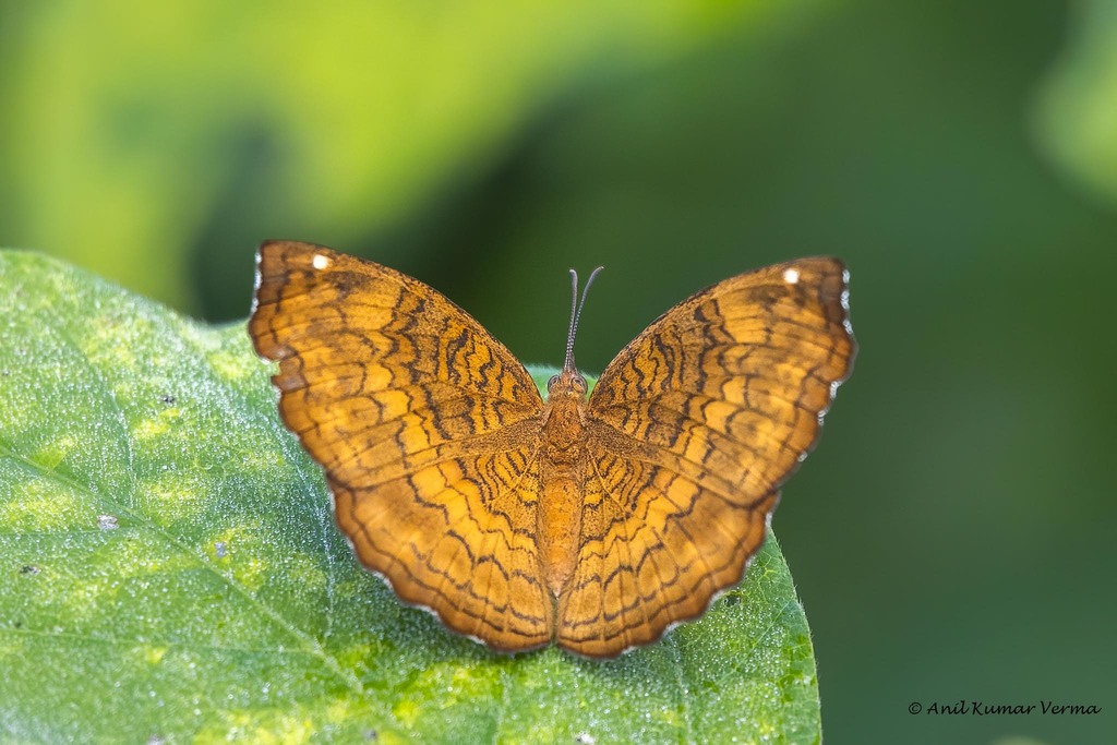 Common Castor Butterfly (Kanha National Park - Invertebrates) · iNaturalist