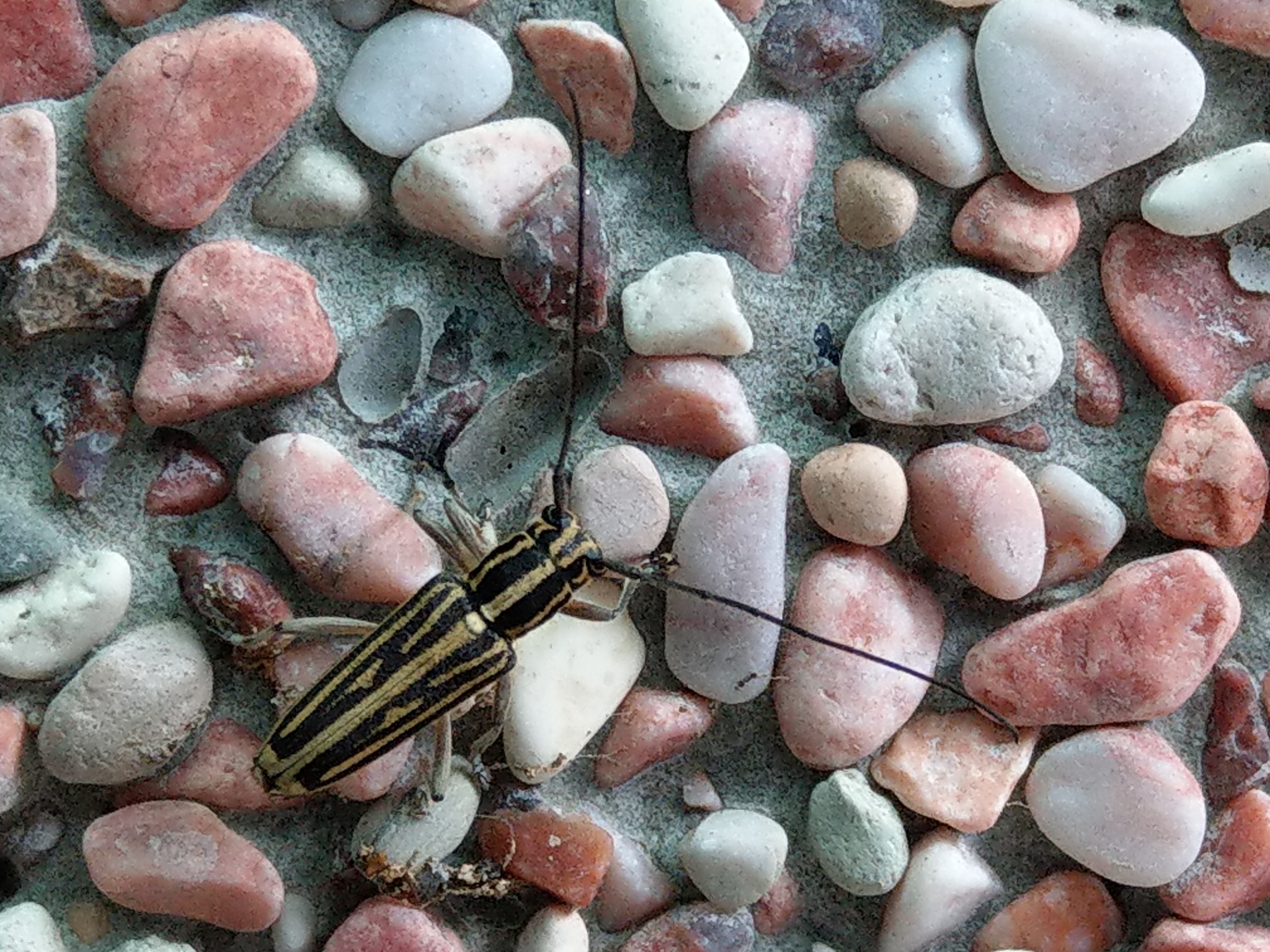 Glenea lineata sauteri Schwarzer, 1925