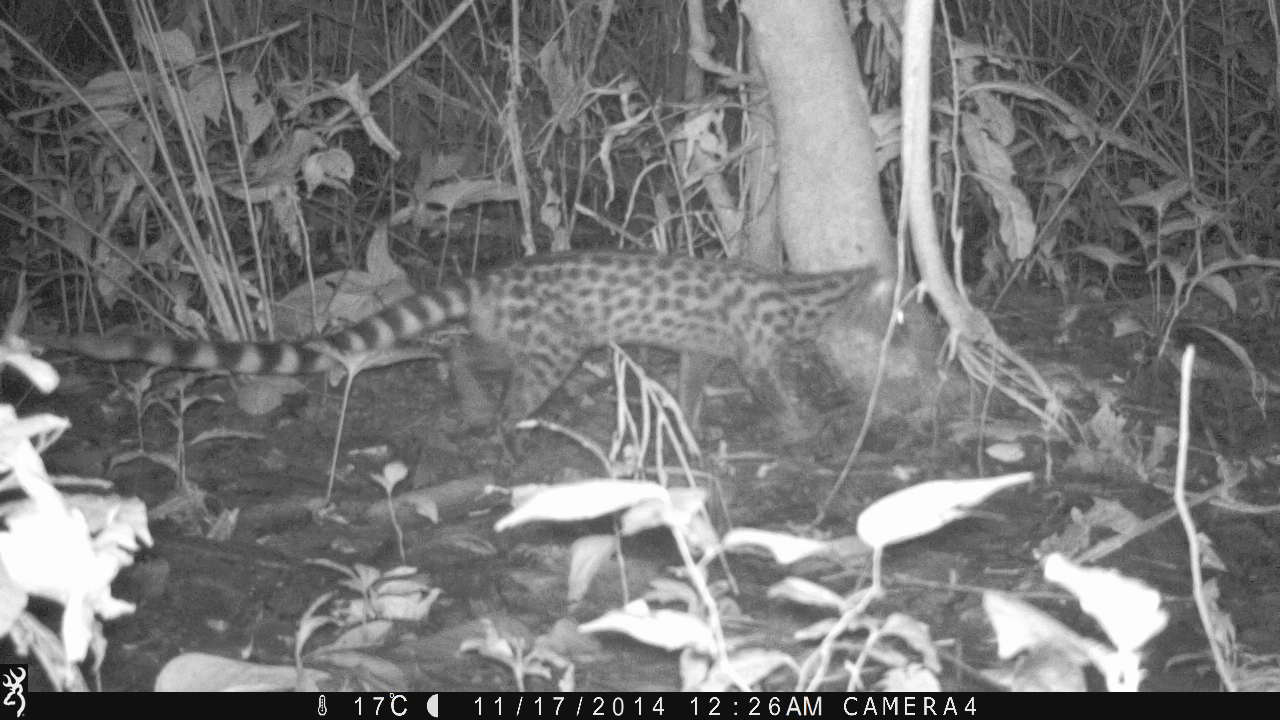 Genetta servalina Pucheran, 1855