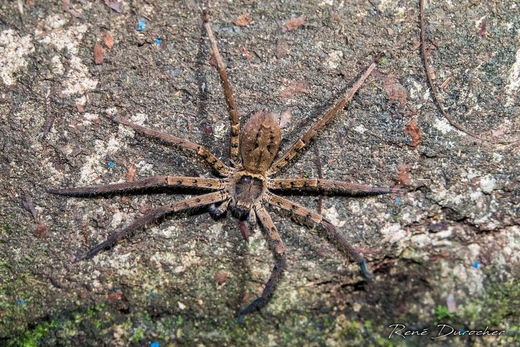 Pantropical Huntsman Spider from Port Salut on October 10, 2020 by René ...