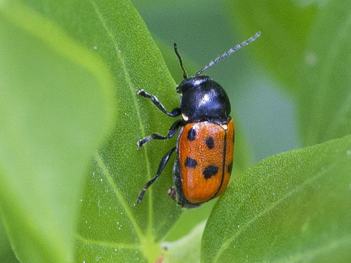 Cryptocephalus quadripunctatus · iNaturalist