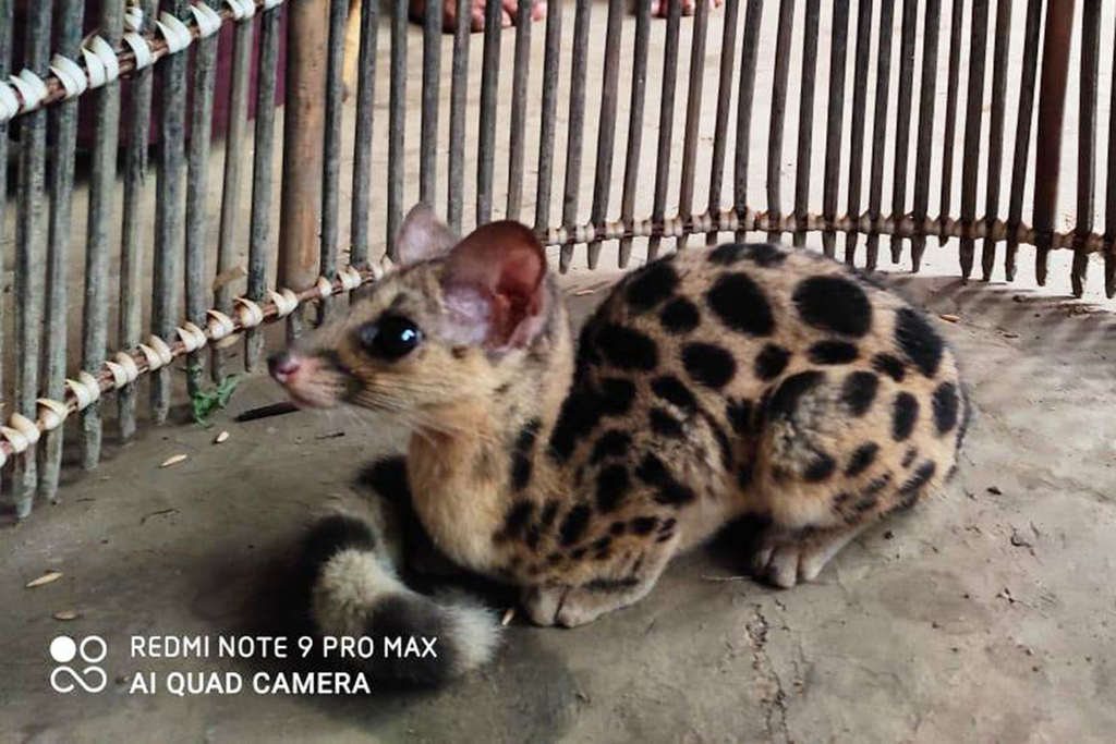 Linsangs (Prionodontidae) - Know Your Mammals