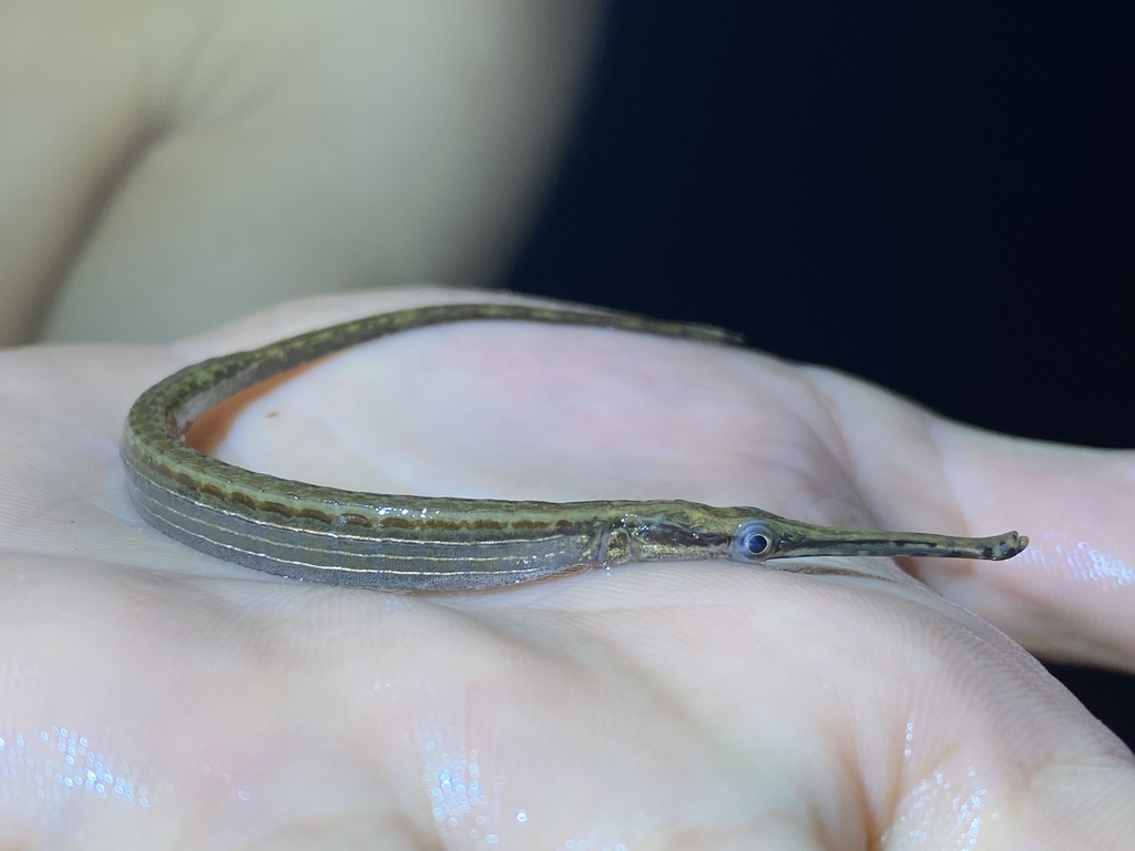 River Pipefish (Microphis) - Marine Life Identification