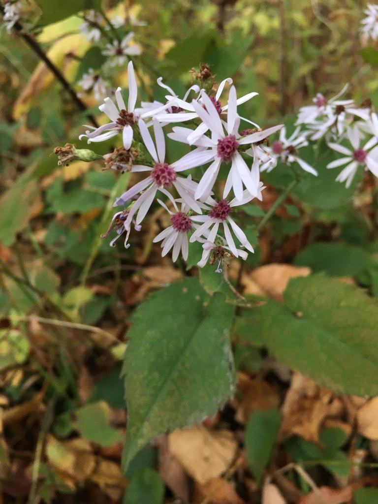 Common Blue Wood Aster from MacGregor Point Provincial Park, Saugeen ...