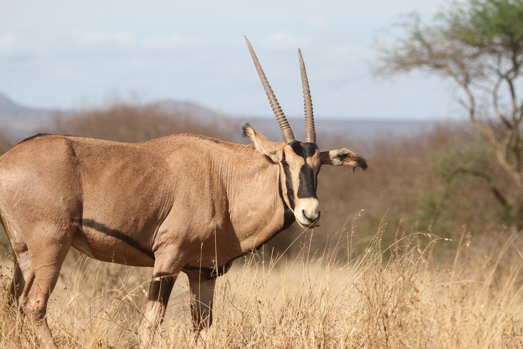 Fringe-eared Oryx in August 2020 by Joshua Rains · iNaturalist