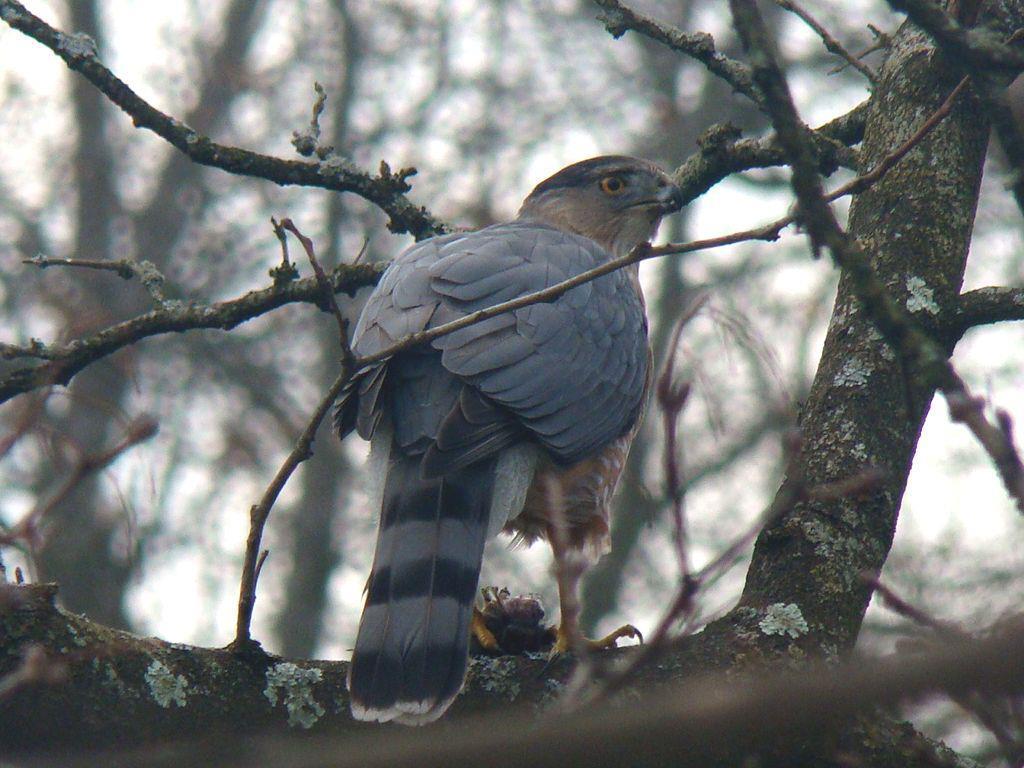 Cooper's Hawk from Wooster, OH 44691, USA on December 9, 2011 by Su ...