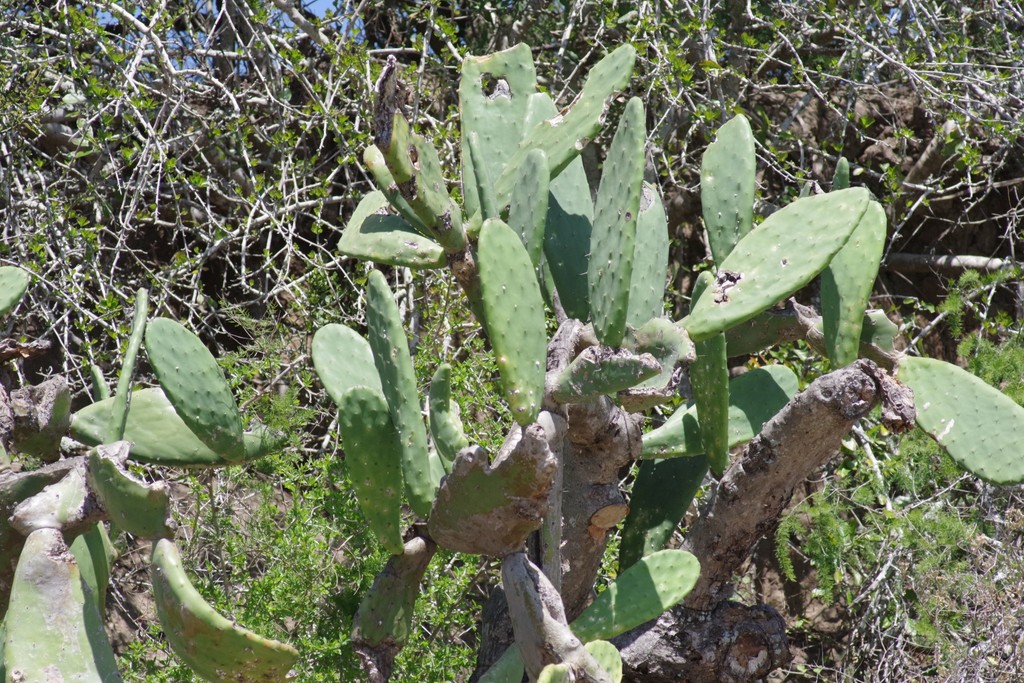 Indian fig opuntia from Bushman's River estuary between the floating ...