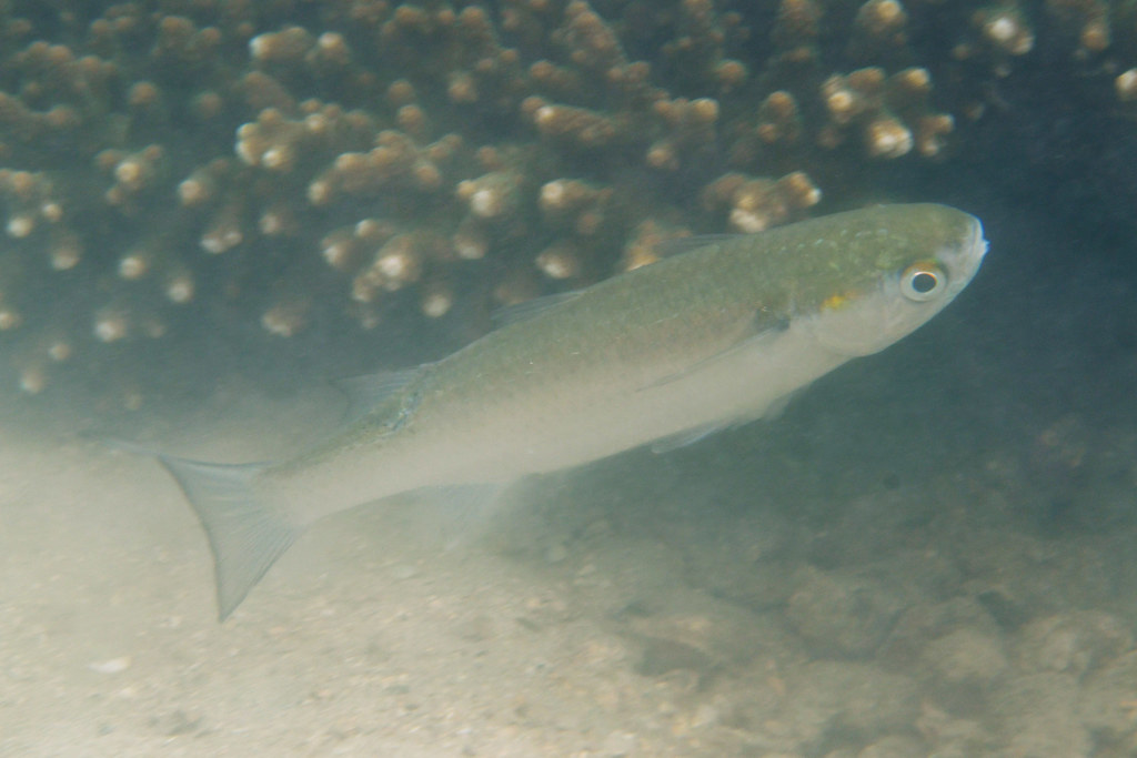 Longfinned Mullet from 香港 on October 17, 2020 at 12:46 PM by Gomen See ...