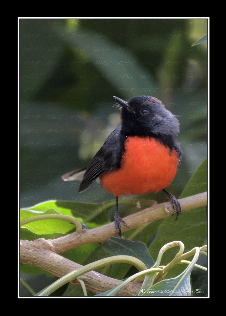 Chipe de montaña (Avifauna del Río Chiquito. Morelia, Michoacán ...