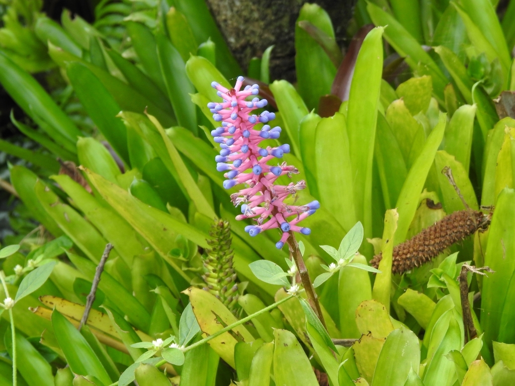 Aechmea Gamosepala. (Bromeliáceas Jardín Botánico Universidad ...