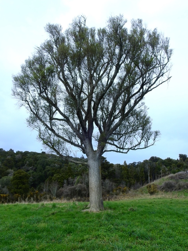 Narrow-leaved lacebark (Beginners Guide to Canterbury Flora ...