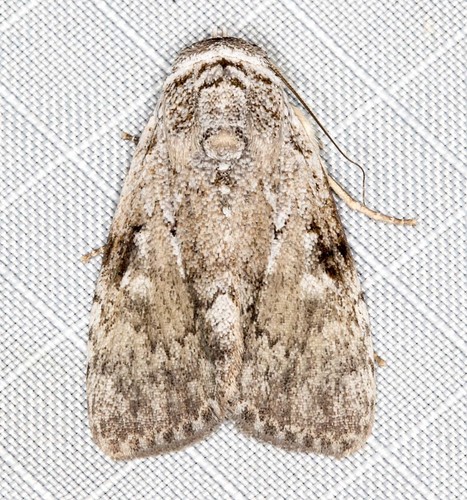 Barasa cymatistis · NaturaLista Colombia