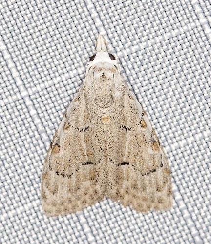 Nola argentea · iNaturalist Mexico