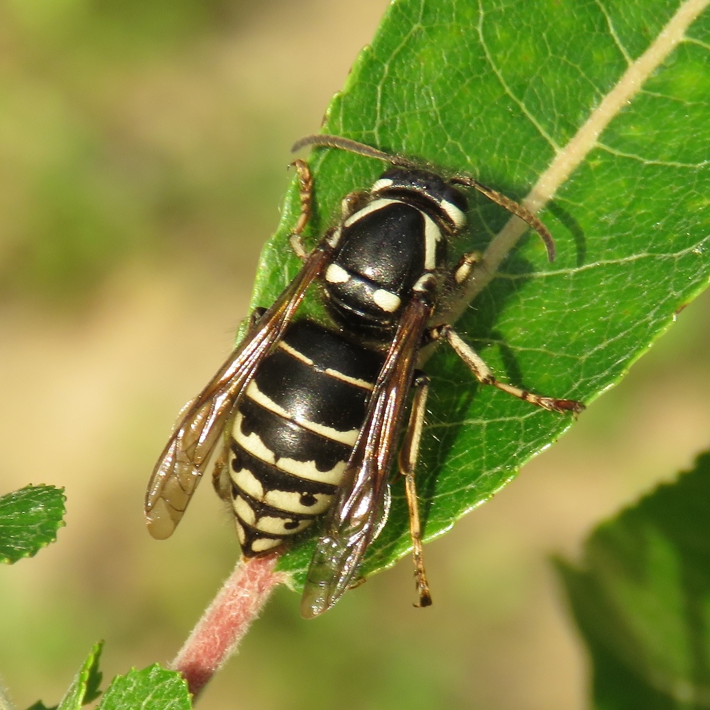 Parasitic Aerial Yellowjacket (Calgary Insect Pollinators Guide ...