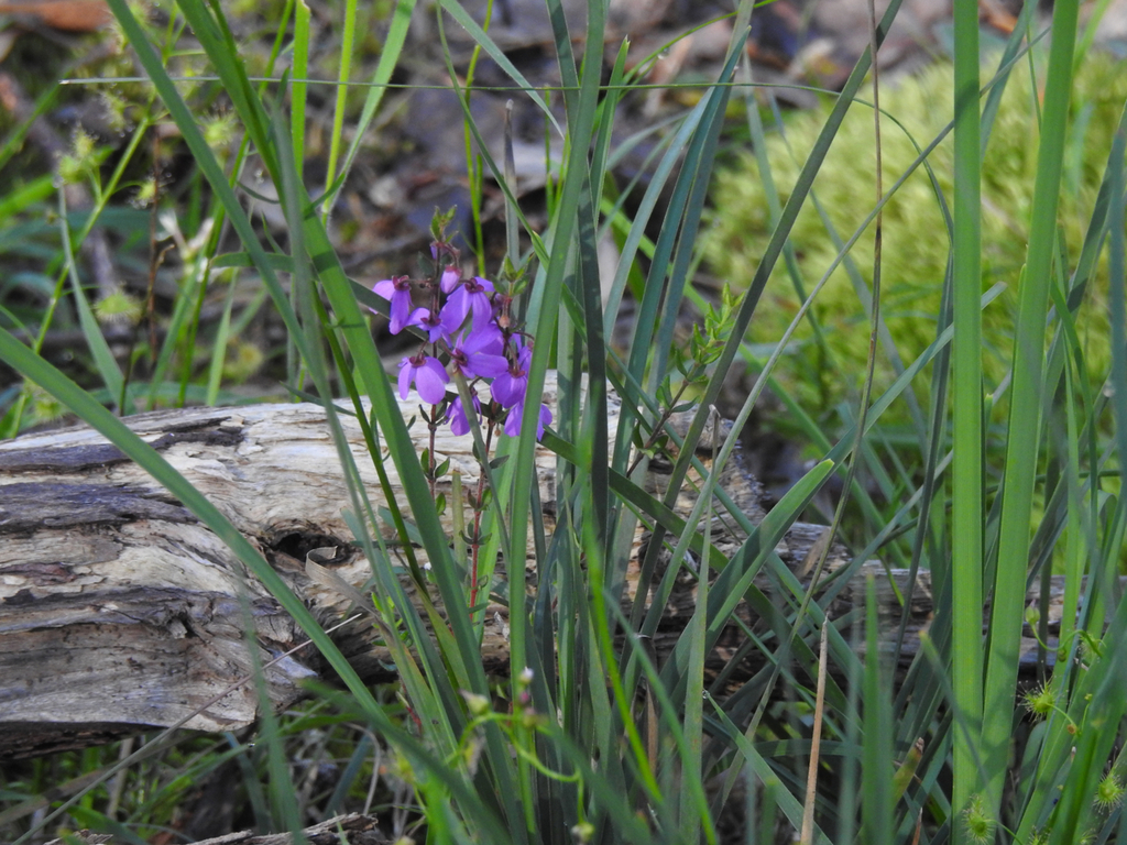 Pink-bells from Panton Hill VIC 3759, Australia on October 12, 2020 at ...