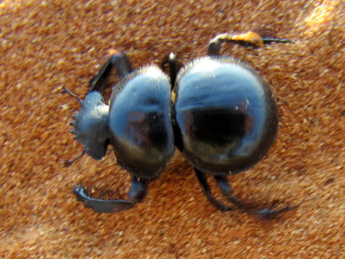 Pachysoma rotundigenum · iNaturalist