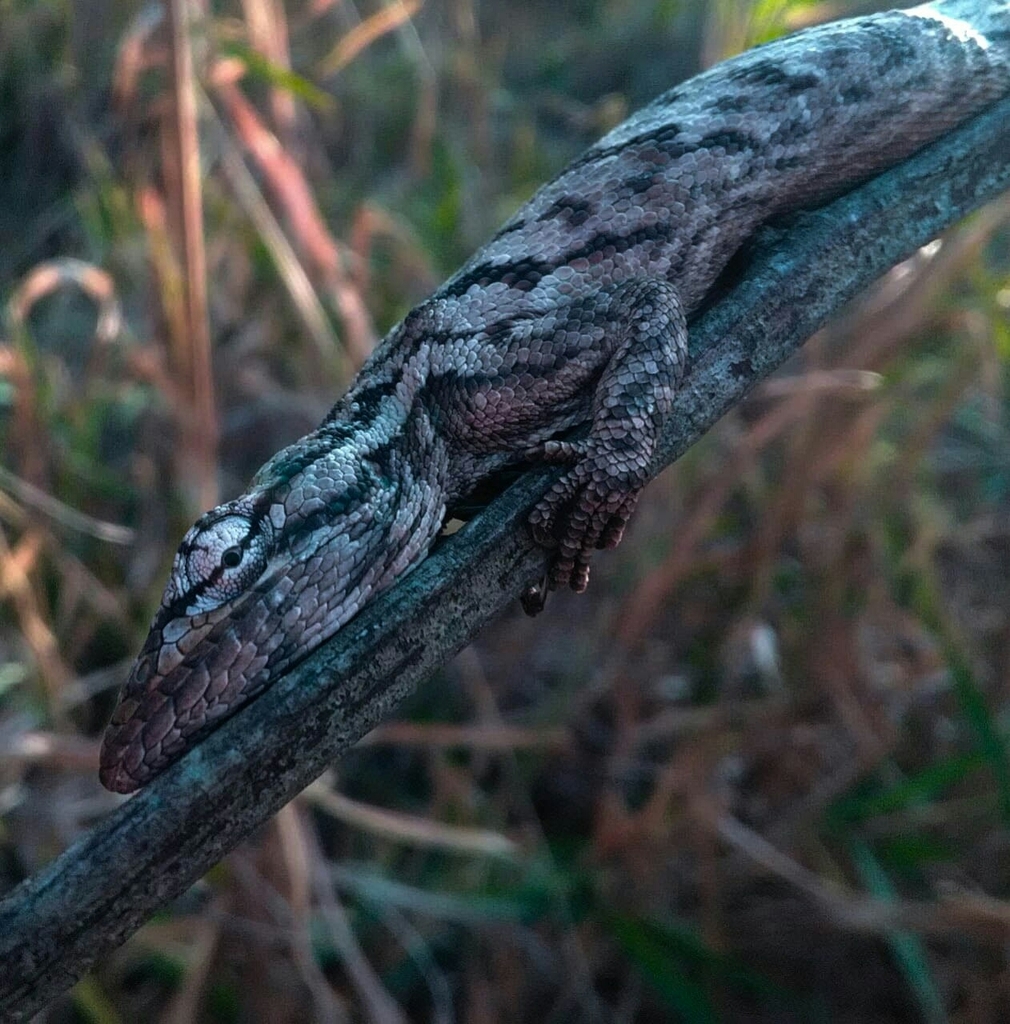 Brazilian Monkey Lizard from São Carlos - SP, Brasil on October 17 ...