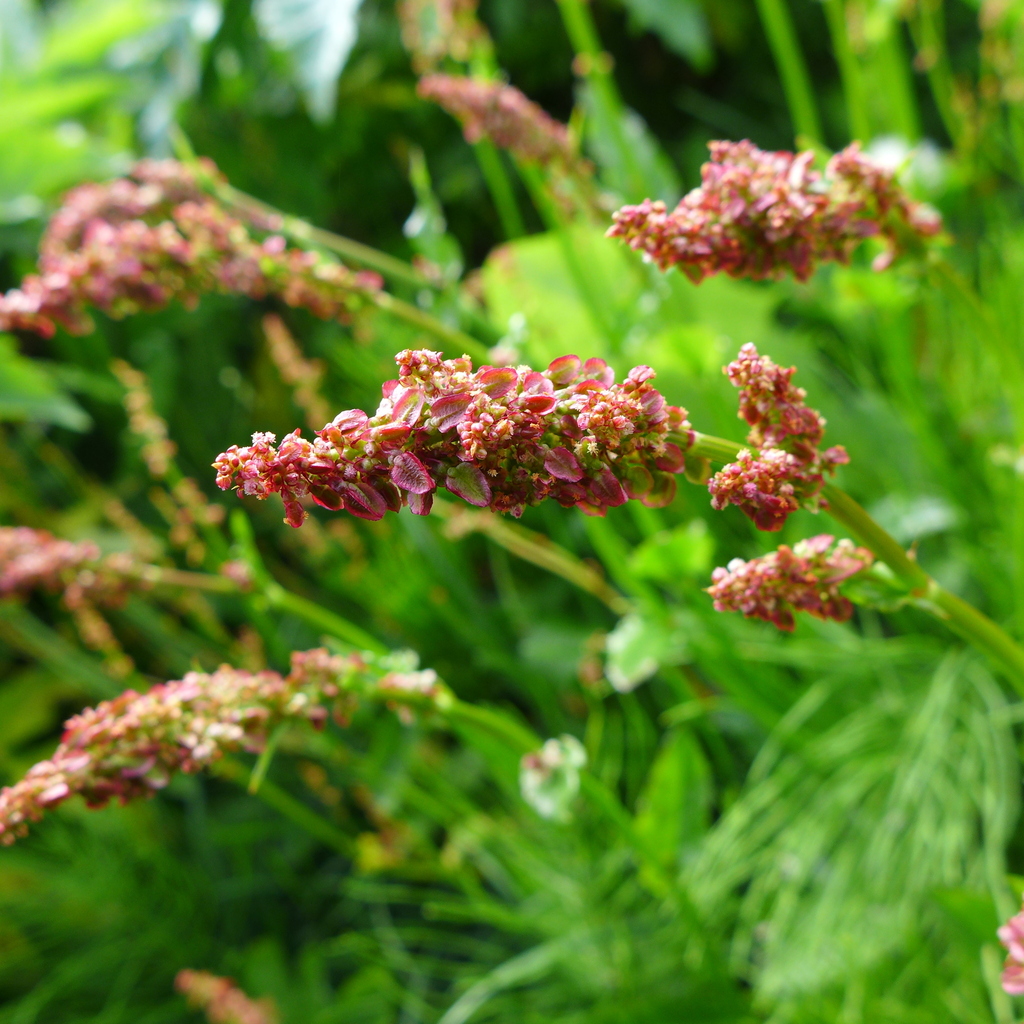 Common Sorrel from Hornstrandir,Iceland on July 15, 2014 at 03:39 PM by ...