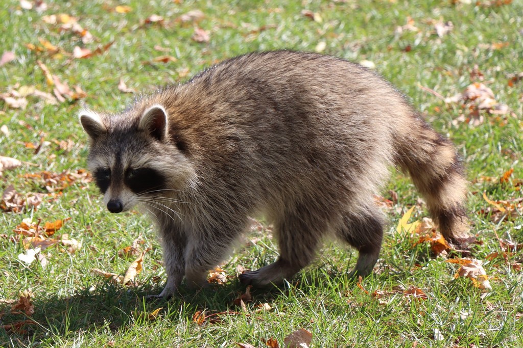 Common Raccoon from Cliffcrest, Toronto, ON, Canada on October 17, 2020 ...