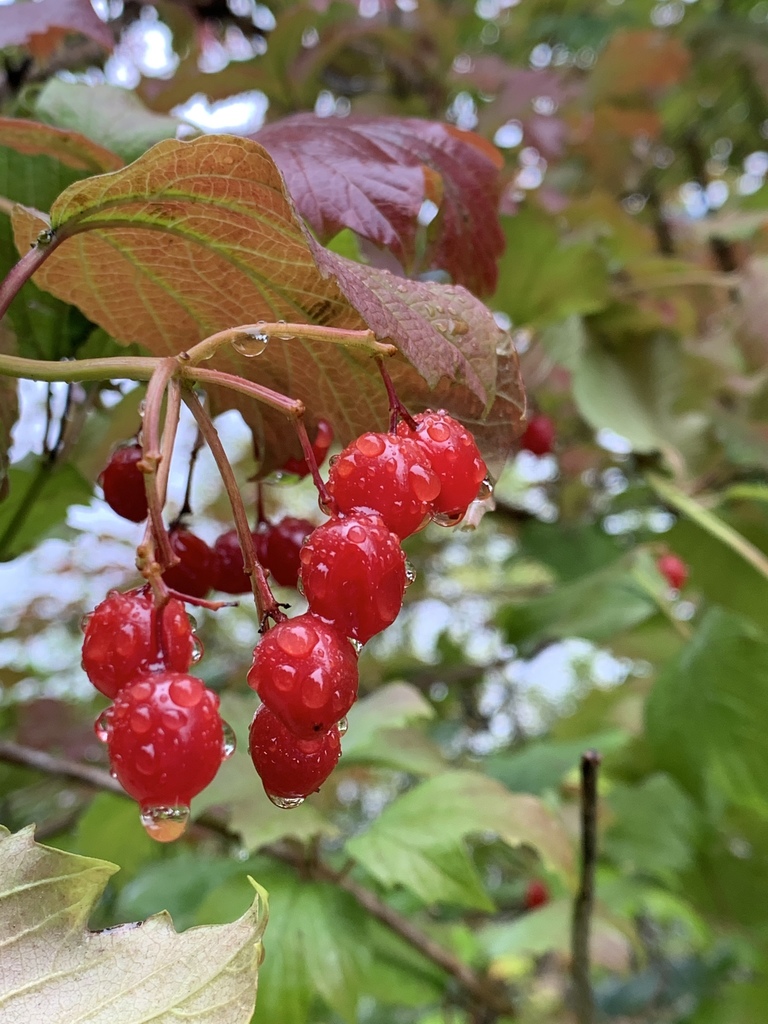 guelder-rose from Lake Washington, Bellevue, WA, US on October 18, 2020 ...
