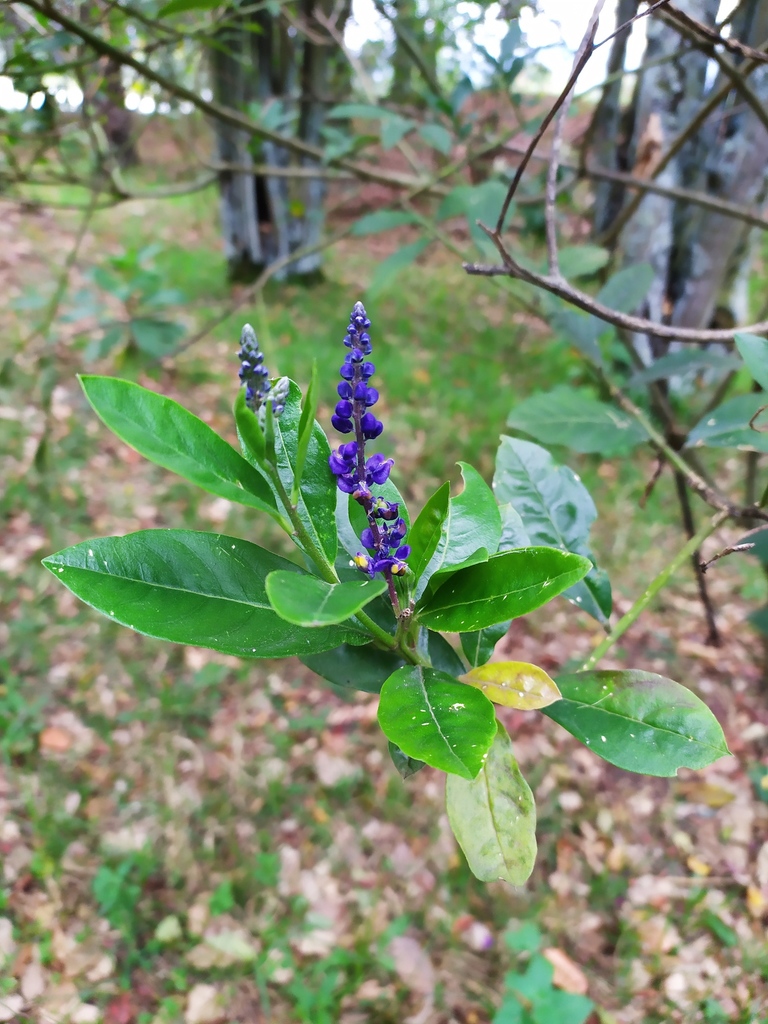Monnina aestuans from Br. La Esmeralda, Teusaquillo, Bogotá, Colombia on October 17, 2020 at 08: ...