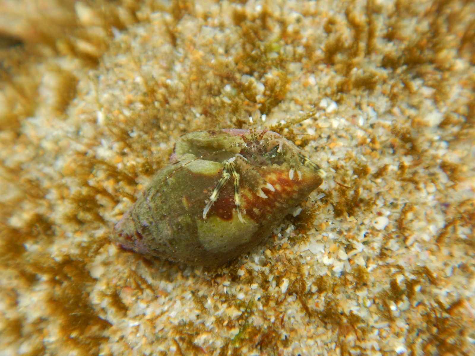 Pagurus benedicti (Bouvier, 1898)