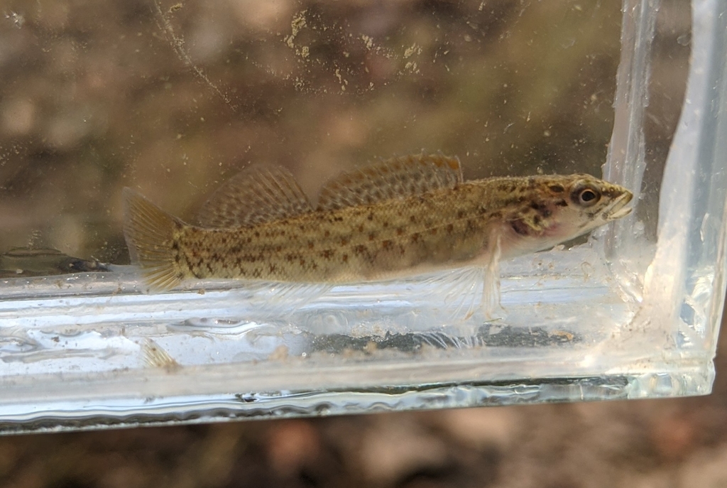 Spotted Darter in October 2020 by maurer416 · iNaturalist