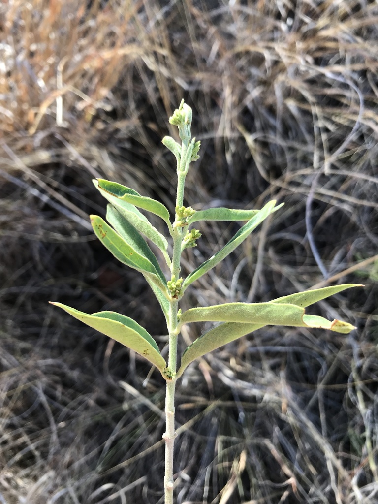 Vincetoxicum erectum from Homevale National Park, Mount Britton, QLD ...