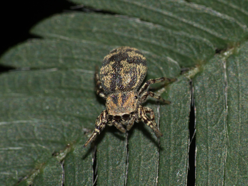 Genus Tacuna · iNaturalist