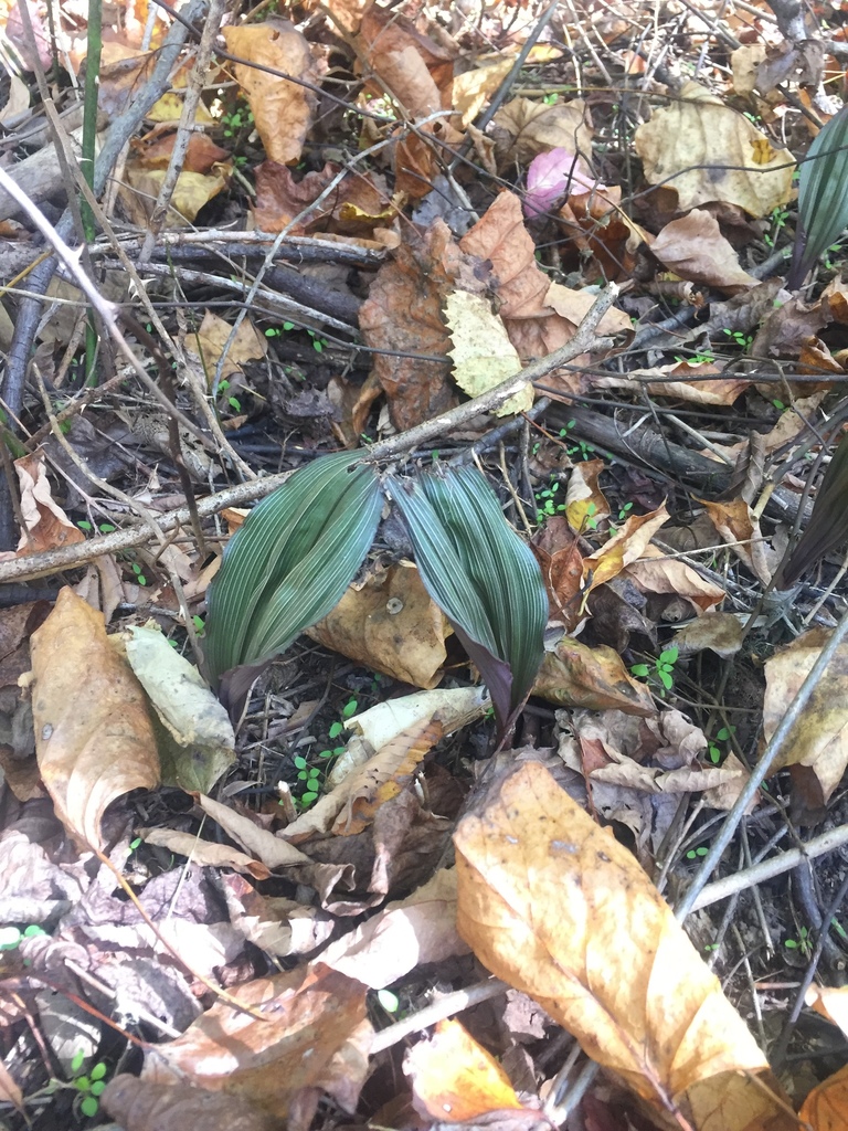 putty root from Dr Belt Rd, Dickerson, MD, US on October 18, 2020 at 11 ...