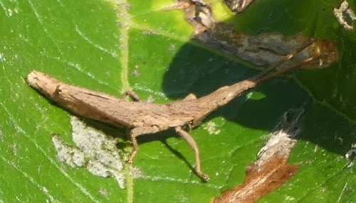 Género Algete · iNaturalist Mexico