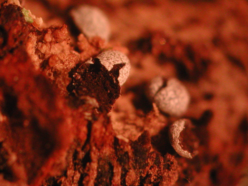 Physarum nudum from Rt. 21, Riverside Drive, Essex Co. NY on September ...