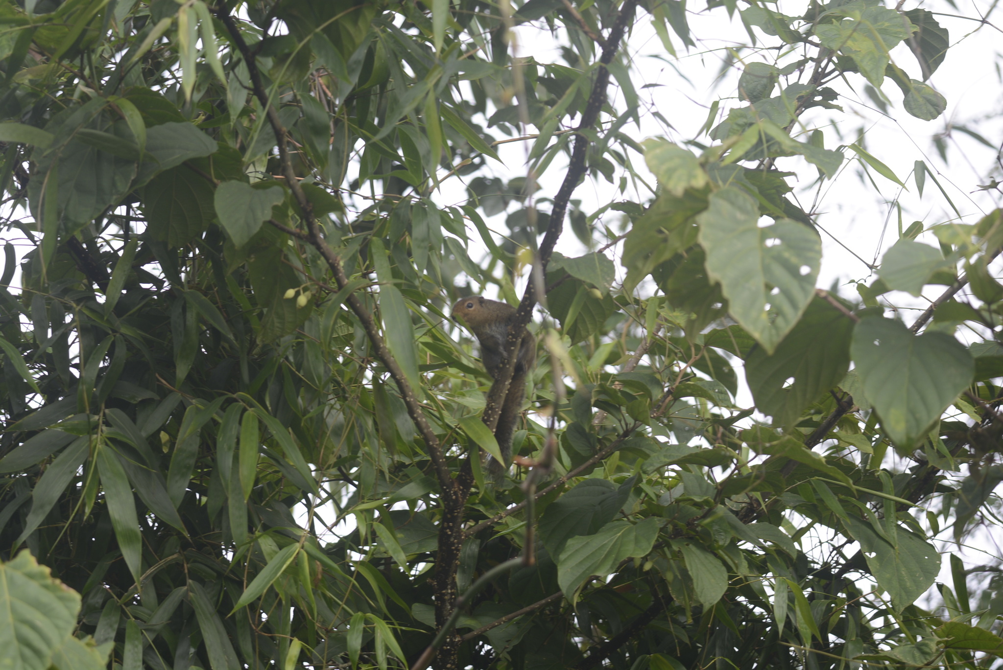 Callosciurus nigrovittatus (Horsfield, 1823)