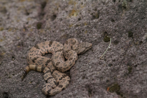 Mottled Rock Rattlesnake (Crotalus lepidus lepidus) - Snakes and Lizards