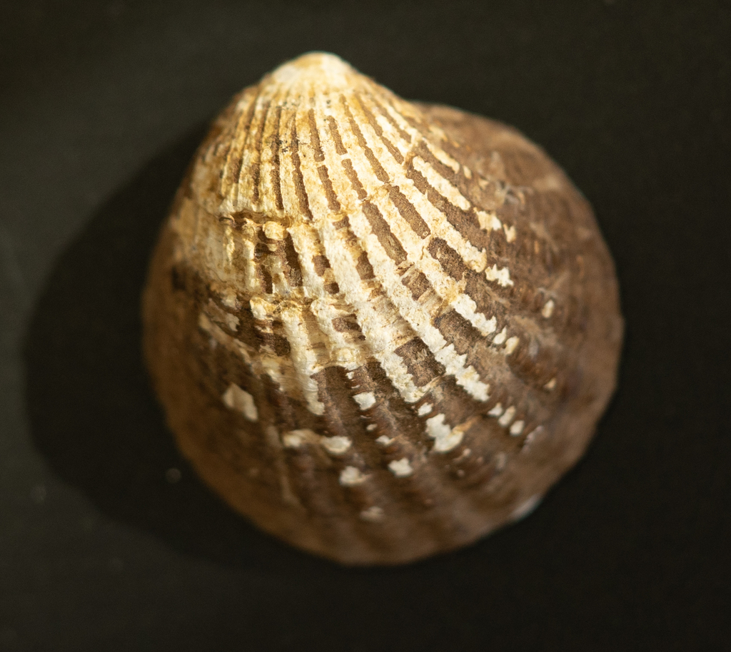 Northern Cardita (Bivalves of the United States Pt.1) · iNaturalist