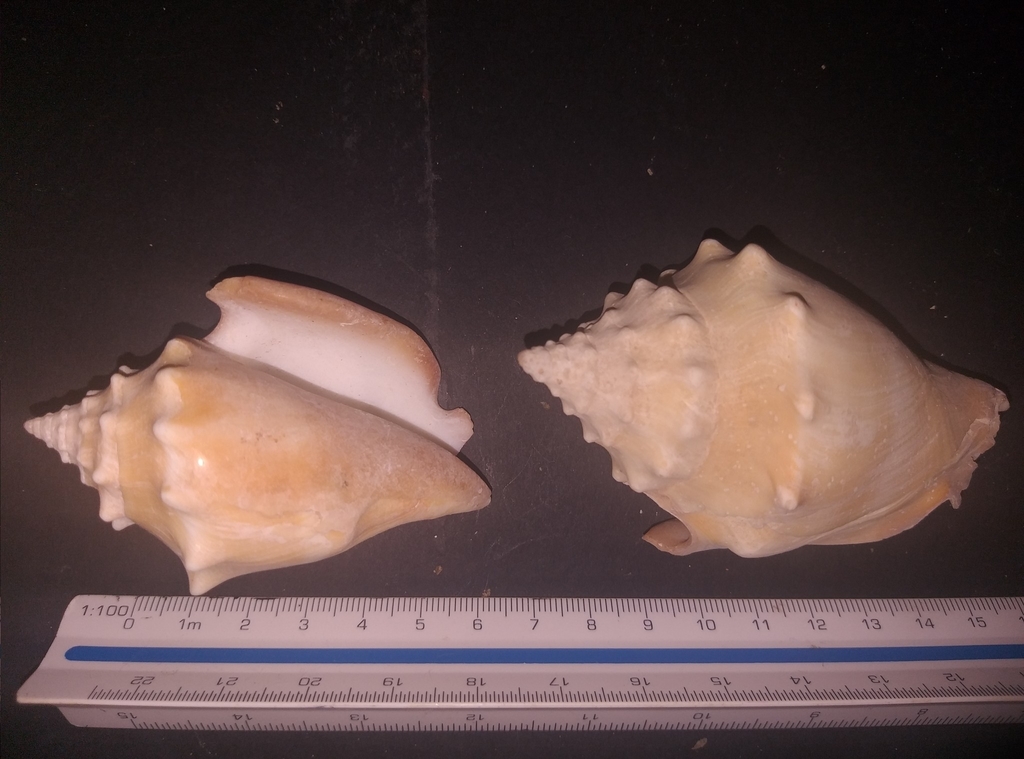 Eastern Pacific fighting conch from Puertecitos on September 19, 2020 ...