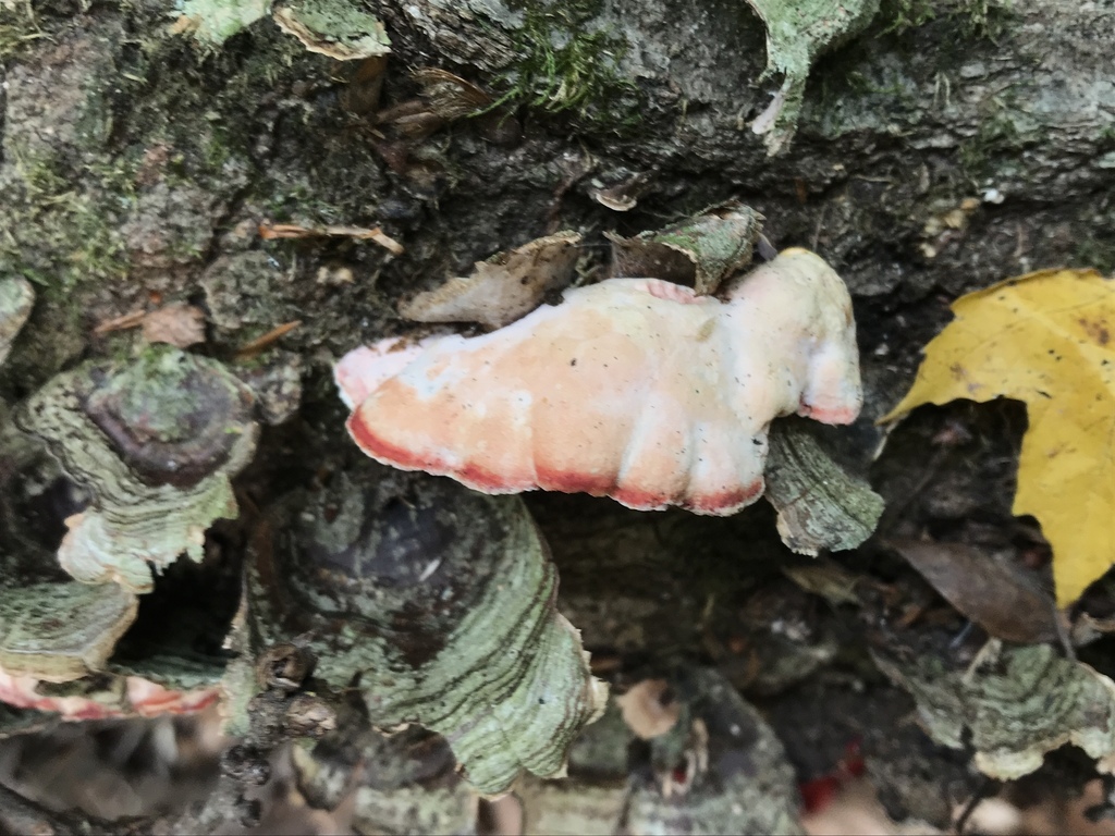 Coral-pink Merulius from Brown County State Park, Nashville, IN, US on ...