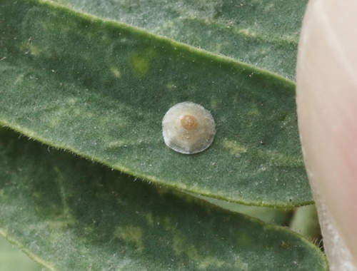 Hemiberlesia candidula · iNaturalist United Kingdom