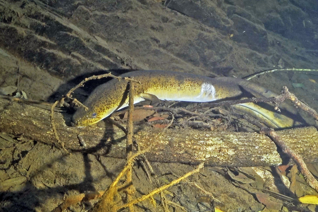Australian Long-finned Eel from Upper Orara NSW 2450, Australia on ...
