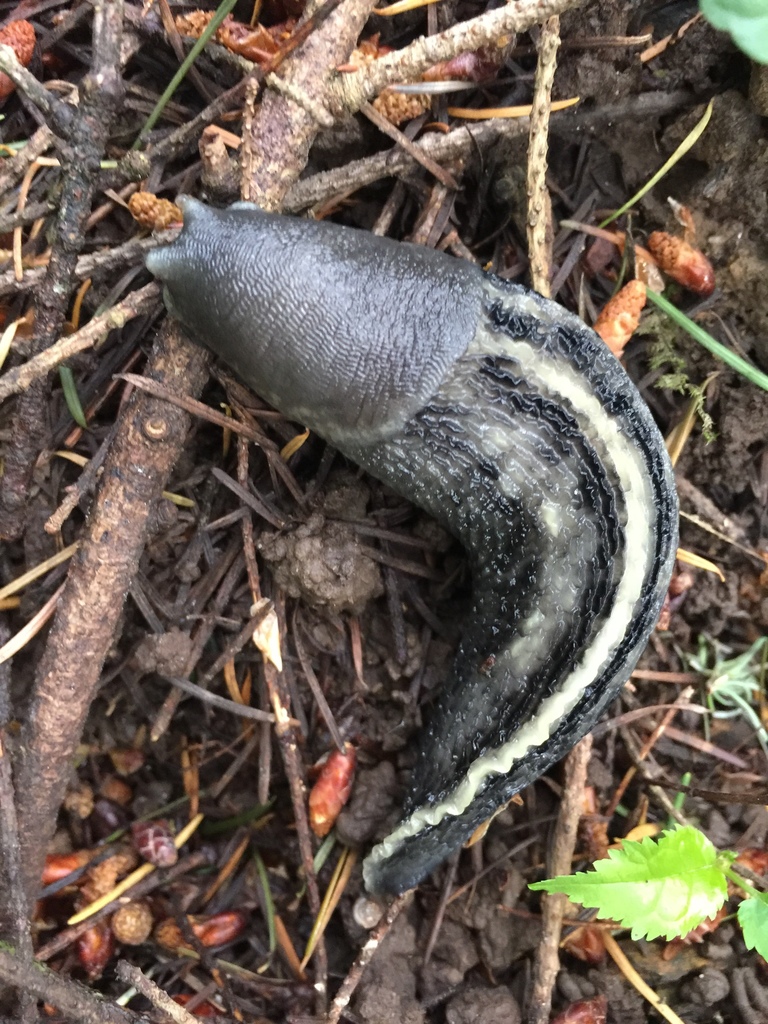 Ash-black Slug from Biel/Bienne, Bern, CH on June 08, 2020 at 01:33 PM ...