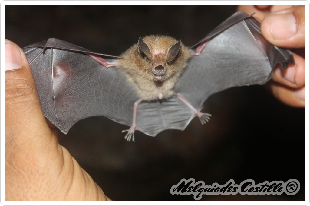 Common Big-eared Bat from Boca Chica on January 25, 2017 at 07:23 AM by ...