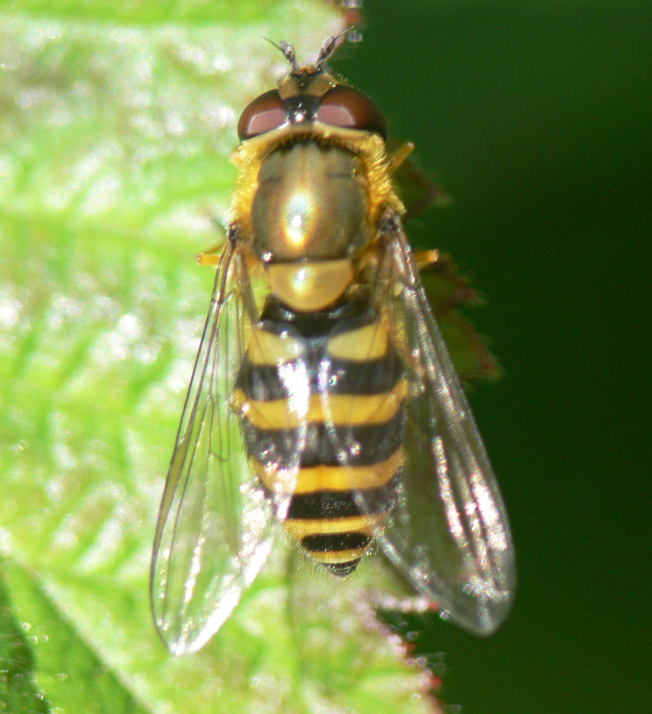 Syrphus (Syrphids of the Washington, DC area) · iNaturalist