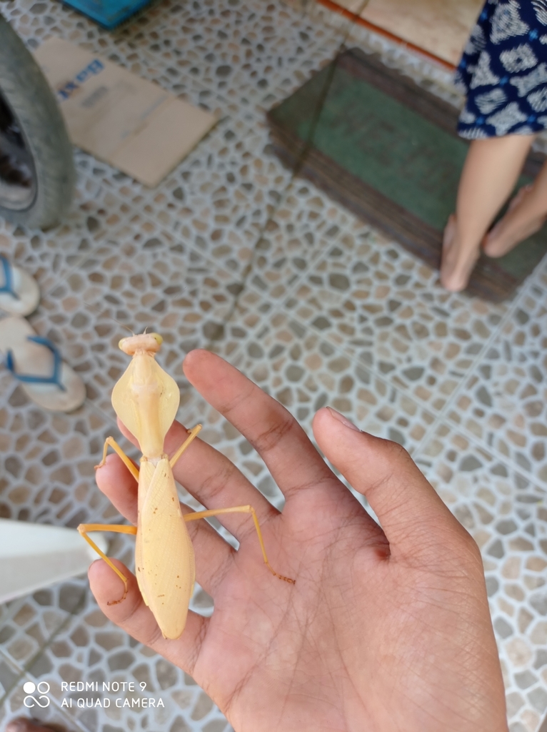 Timor Giant Shield Mantis from Fatululi, Kec. Oebobo, Kota Kupang, Nusa ...