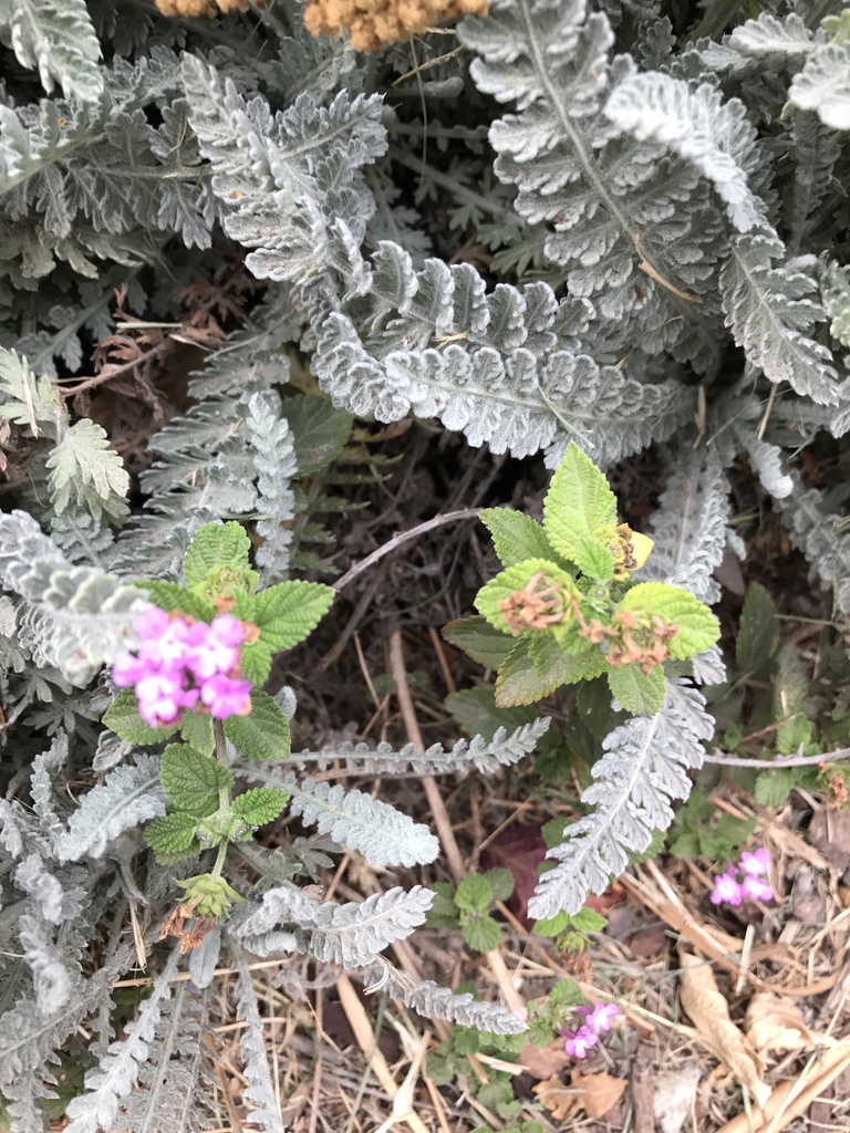 creeping lantana from San Jose State University, San Jose, CA, US on ...